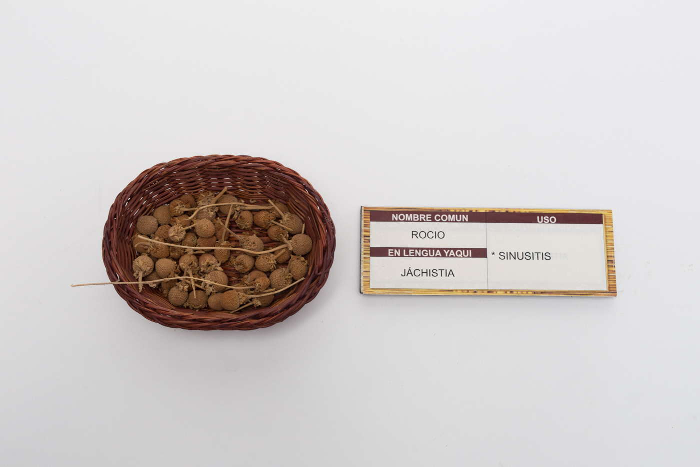 Jaachistia – Museo de los Yaquis