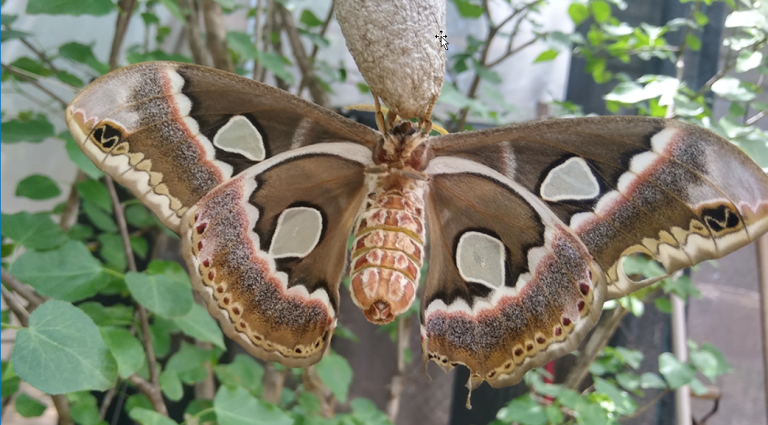 La palomilla cuatro espejos (Rothschildia cincta cincta) una especie de ...